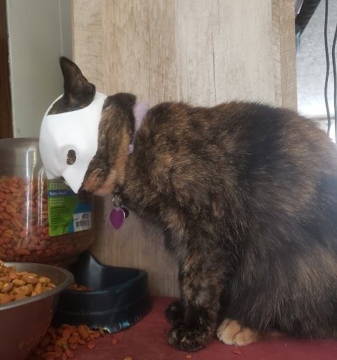 Archivo STL Bat Cat Mask 🦇 ・Plan de impresión en 3D para descargar・Cults