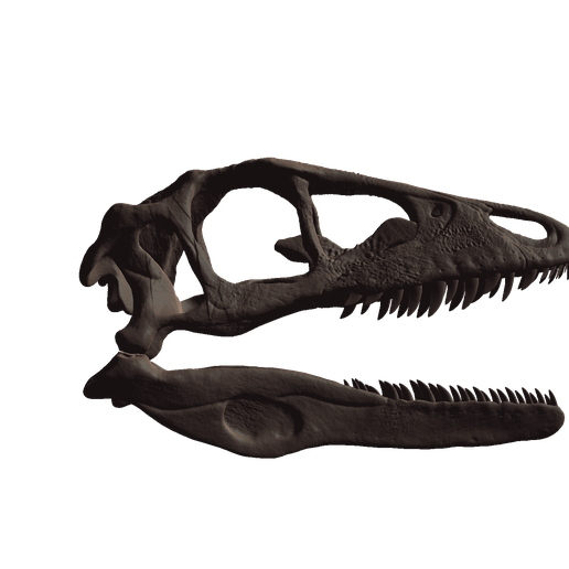 microraptor skeleton replica