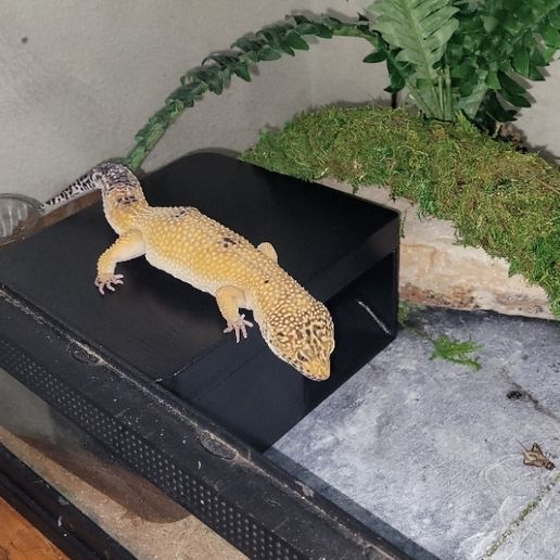 🦎 Reptile Hide・ 3MF File for 3D printing・Cults