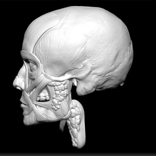 ⚕️ anatmoy human facial muscles ecorche・ STL File for 3D printing・Cults