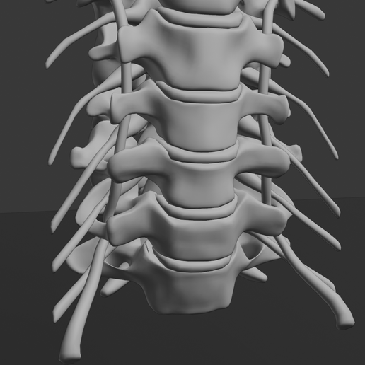 🫀 Cervical Spine Full 3D Model – Fully Textured and UV Mapped ...