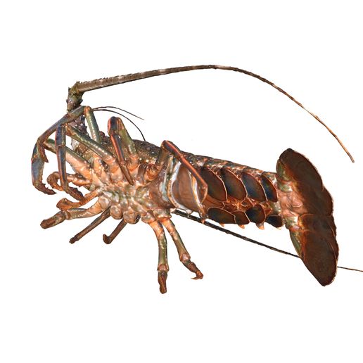🦞 CRAYFISH Spiny Lobster Japonicus PRAWN LOBSTER CrayFish Cambaroide ...