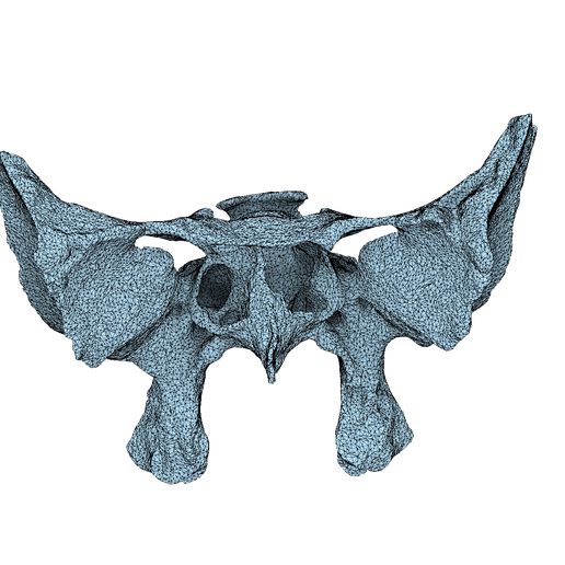 sphenoid bone 3d