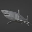 🦈 Shortfin mako shark (Isurus oxyrinchus)・Free STL File for 3D printing ...