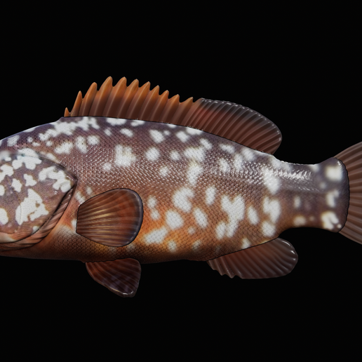🐠 dusky grouper / Epinephelus marginatus fish model for 3D printing・ 3D ...