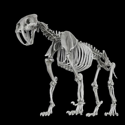 💀 Smilodon populator - sabertooth skeleton 3D print model・ 3D File for ...
