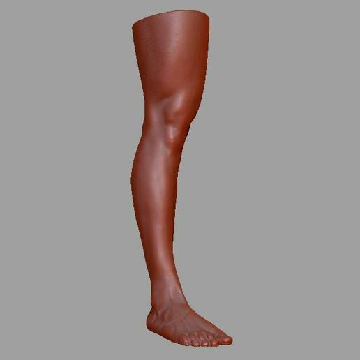 🦵 Human leg and foot・ STL File for 3D printing・Cults