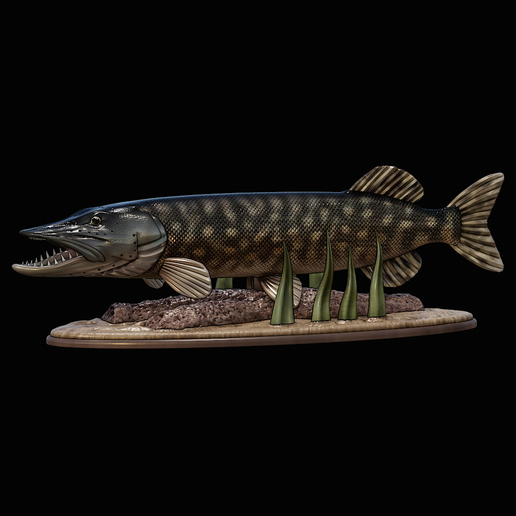 🐠 fish NORTHERN PIKE (ESOX LUCIUS) natural base detailed texture for 3d ...