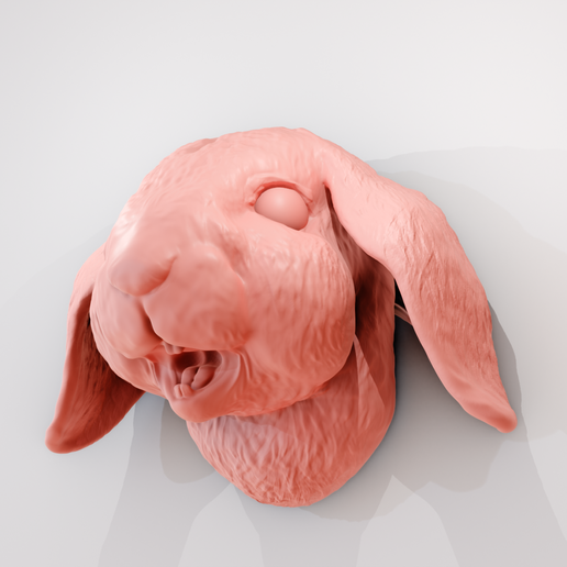 STL file bunny rabbit ears down wall mount mouth open head stl 🐇 ...