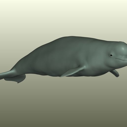 🐳 Beluga Whale 3D Model・ STL File for 3D printing・Cults