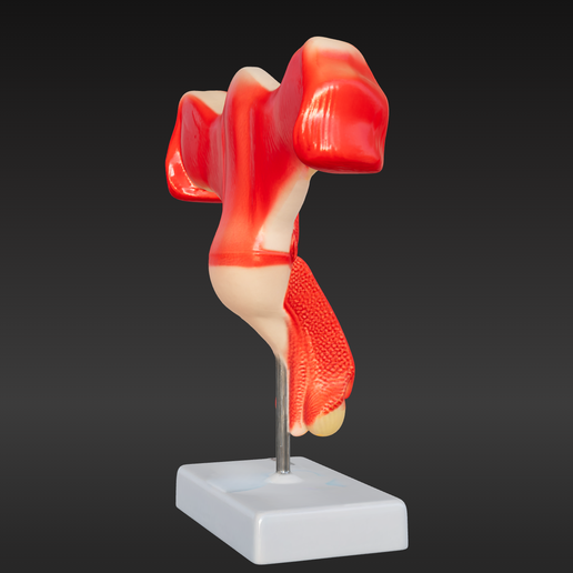 ♀️ 3D Female Genital Organs Model・ STL File for 3D printing・Cults