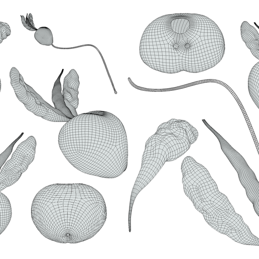 🧪 Prostate Anatomy・ 3D File for ・Cults