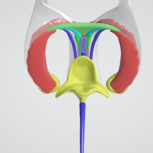 🧠 High resolution 17-part 3D Limbic and Cerebral Ventricular Systems ...