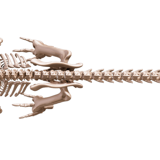 💀 Appalachiosaurus montgomeriensis: Complete skeleton・ STL File for 3D ...