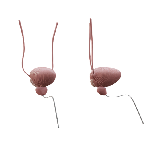 🧪 Bladder And Prostate Anatomy・ 3D File for ・Cults