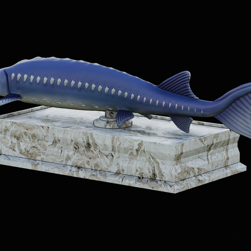 🐠 fish sturgeon / huso huso / vyza / Acipenseridae with storage space ...