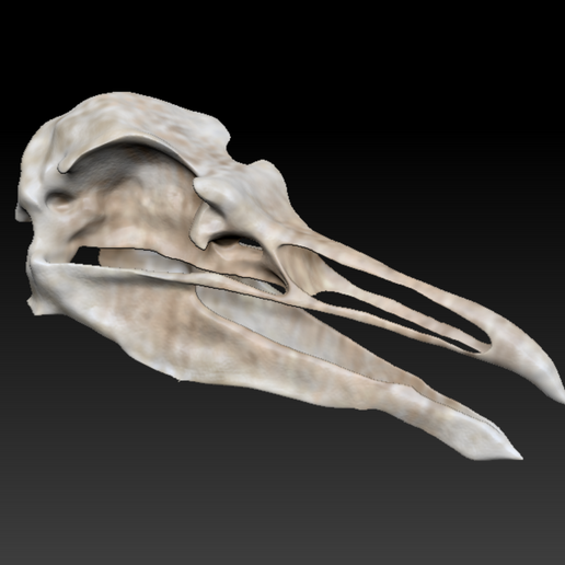 STL file Detailed Seagull Skull 3D Model for Printing 💀 ・3D printable ...