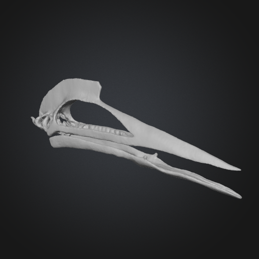 💀 Pterosaur Quetzalcoatlus Skull・ STL File for 3D printing・Cults