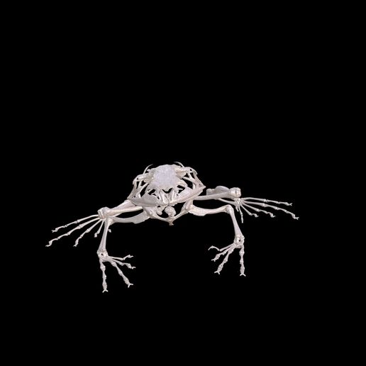 💀 SKELETON ANATOMY BONES BONES FROG TOAD AMPHIBIAN TADPOLE ANIMAL ...