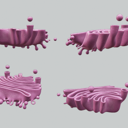 🎒 Golgi Apparatus Anatomy・ 3D File for ・Cults