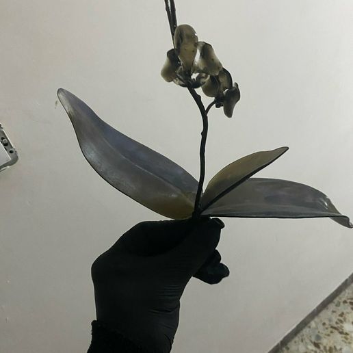 🌿 Orchid plant for decoration・Free STL File for 3D printing・Cults