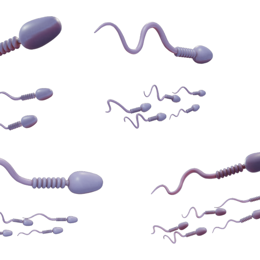 ♂️ Sperm Cell Anatomy・ 3D File for ・Cults