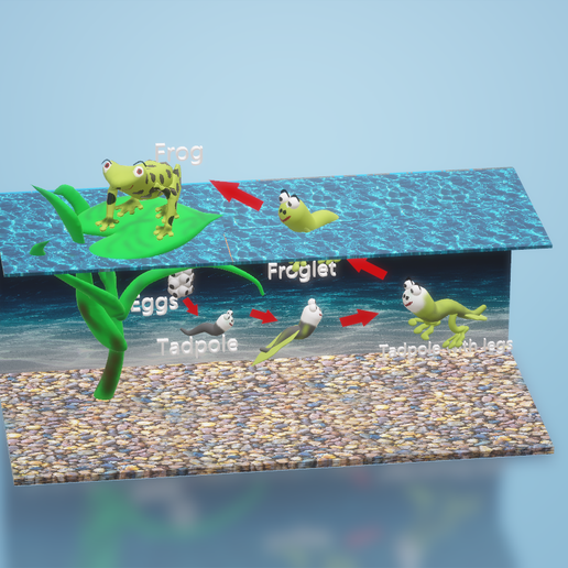🐸 Life cycle of a frog・ 3D File for ・Cults