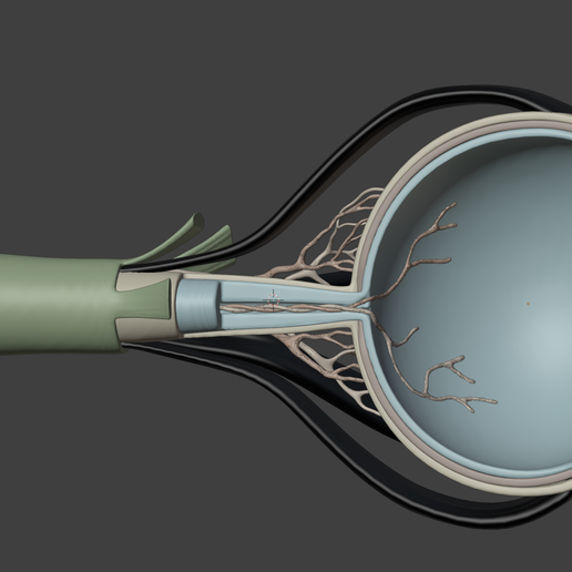 👁️ 3D Model of Human Eye Anatomy v2・ STL File for 3D printing・Cults