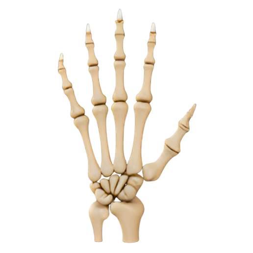hand bones skeleton