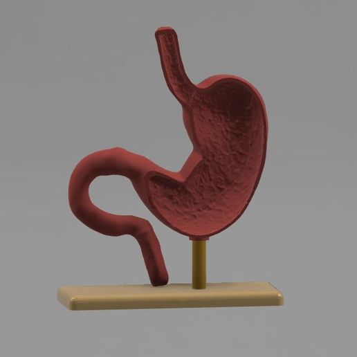 STL file Stomach Model 🩻 ・3D printer design to download・Cults