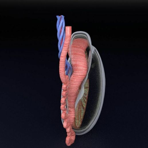 🧪 testis anatomy histology 3D model・ 3D File for 3D printing・Cults