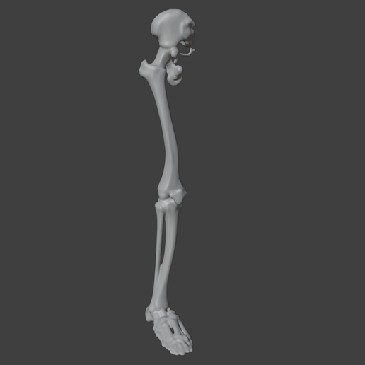 🦵 3D Model of Human Leg Skeleton with Hip Joint and Foot Anatomy・ STL ...