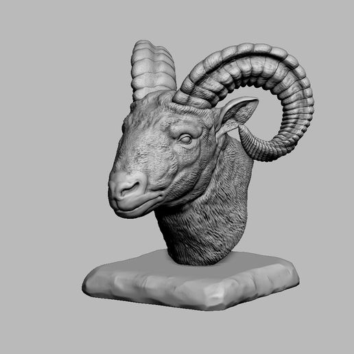 STL file Ram head bust, Animal head, Animal bust, Goat bust, Goat head ...