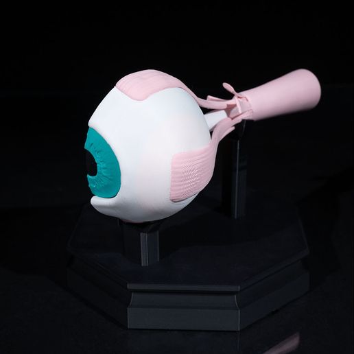 💊 Human Head Anatomy・ 3D File for 3D printing・Cults