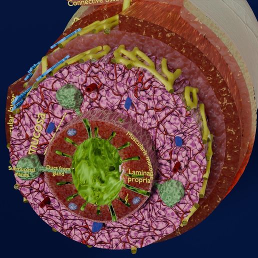 ⚕️ Intestinal wall layers anatomy labelled・ STL File for 3D printing・Cults