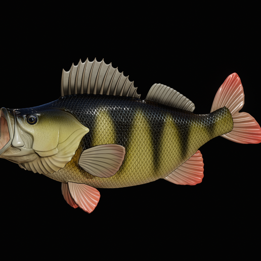 🐠 FISH EUROPEAN PERCH / PERCA FLUVIATILIS real size 2 open mouth in ...