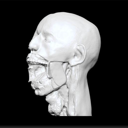 ⚕️ head and neck anatomy for dentistry - medical・ STL File for 3D ...
