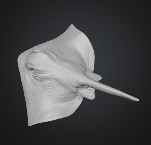 🎨 Stingray・ STL File for 3D printing・Cults