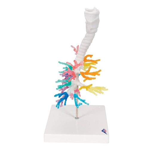 STL file 3D Bronchial Tree Model with Larynx 3D Bronchial Tree Model ...