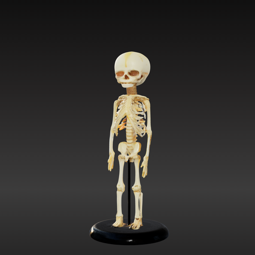 arquivo STL 3D Model of 30-Week Old Fetus Skeleton 👴 (OBJ)・modelo de impressão 3D para download ...