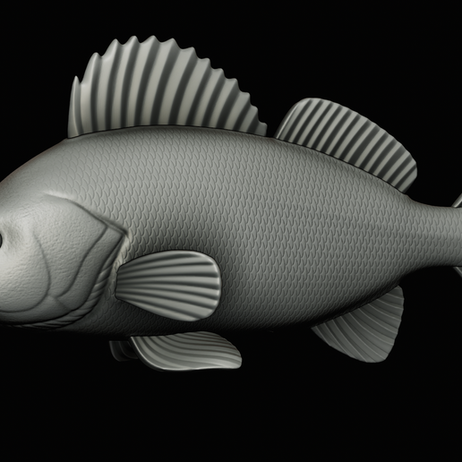 STL file fish perch / Perca fluviatilis statue underwater detailed ...