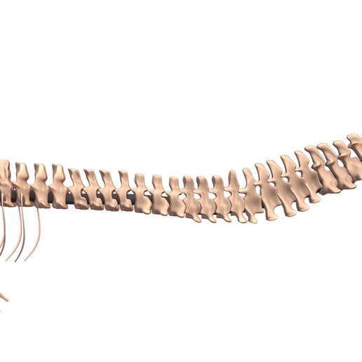 💀 Basilosaurus complete skeleton・ STL File for 3D printing・Cults