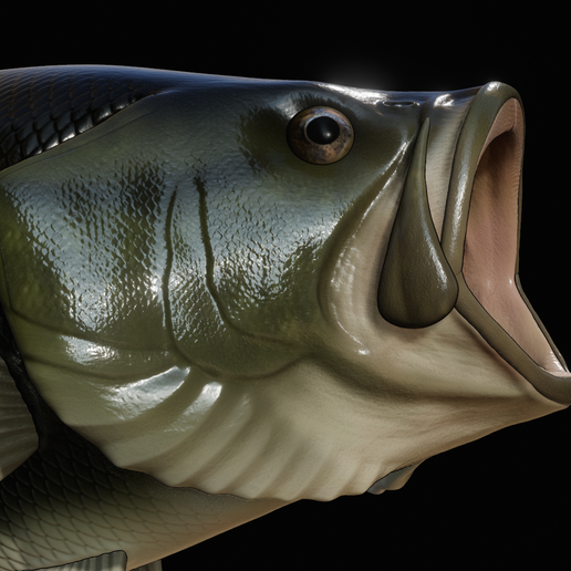 🐠 fish Largemouth Bass / Micropterus salmoides trophy statue detailed ...