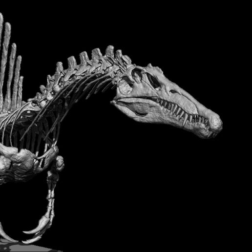💀 SPINOSAURUS SKELETON V2, PART 1 OF 3・ 3D File for ・Cults