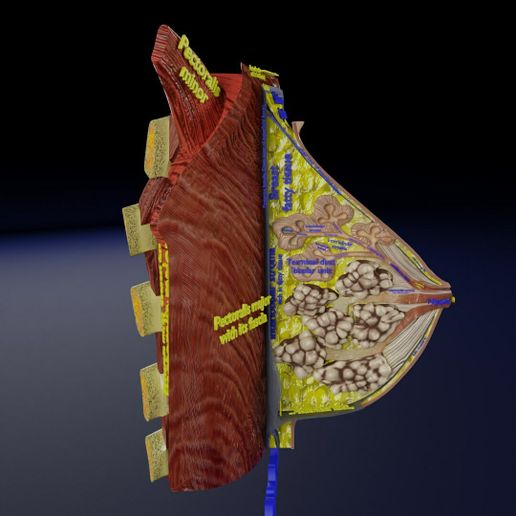 ♀️ Anatomia da mama histologia detalhada etiquetada precisa・Arquivo 3D ...