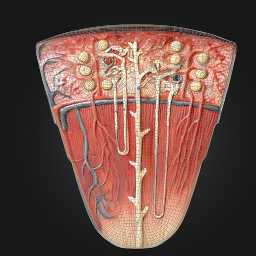 🧪 3D Model of Nephron Anatomy・ STL File for 3D printing・Cults