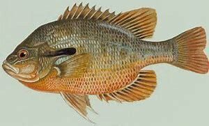 🗝️ Sunfish/Bream/Panfish Lure & Keychain Template/base・ STL File for 3D ...