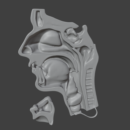 👃 3D Model of Cavities of Nose, Mouth and Throat・ STL File for 3D ...