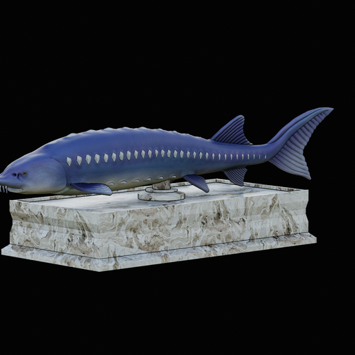 🐠 fish sturgeon / huso huso / vyza / Acipenseridae with storage space ...