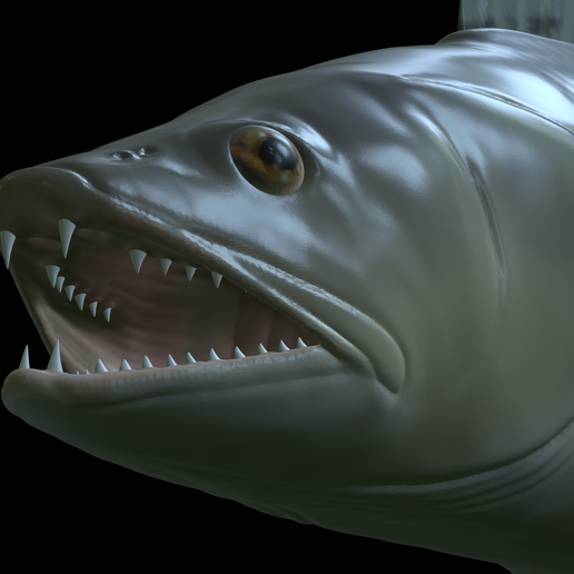 STL file fish zander / pikeperch / Sander lucioperca open mouth statue ...
